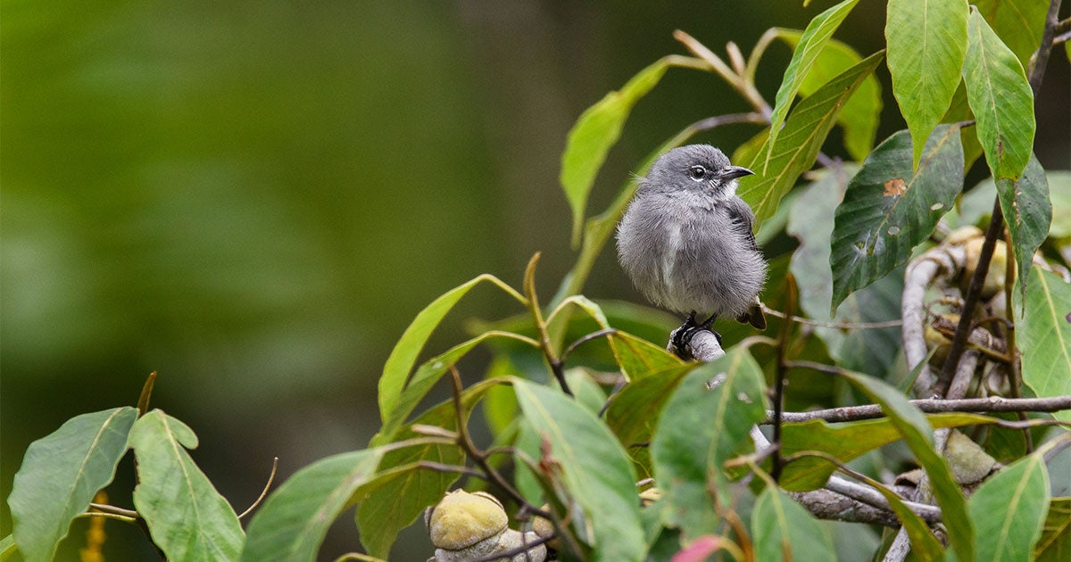 High Up in the Borneo Canopy, a Likely New Bird Species Lurks | Audubon