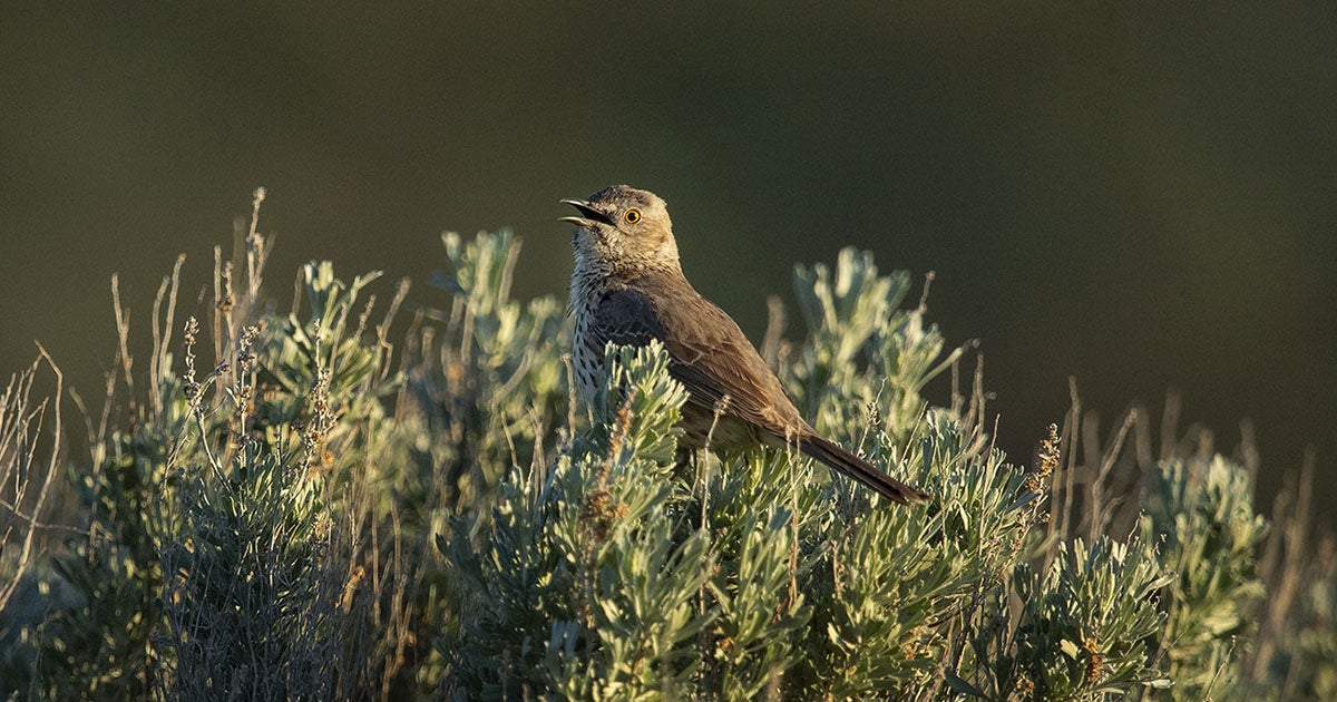 After Five Years, the Sagebrush Songbird Survey Ends on a High Note ...