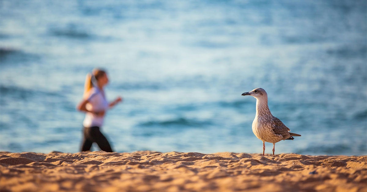 Four Reasons to Check Out the Birds While You Run | Audubon
