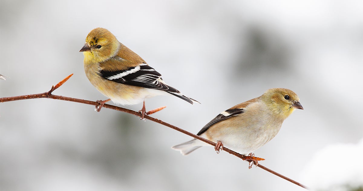Learn the Fall and Winter Colors of These Common Bird Species | Audubon