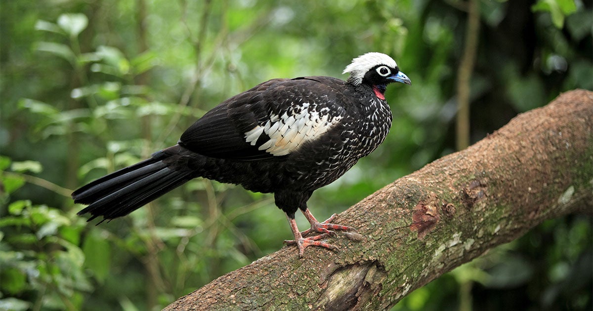 Go Discover Paraguay's Amazing Birding | Audubon