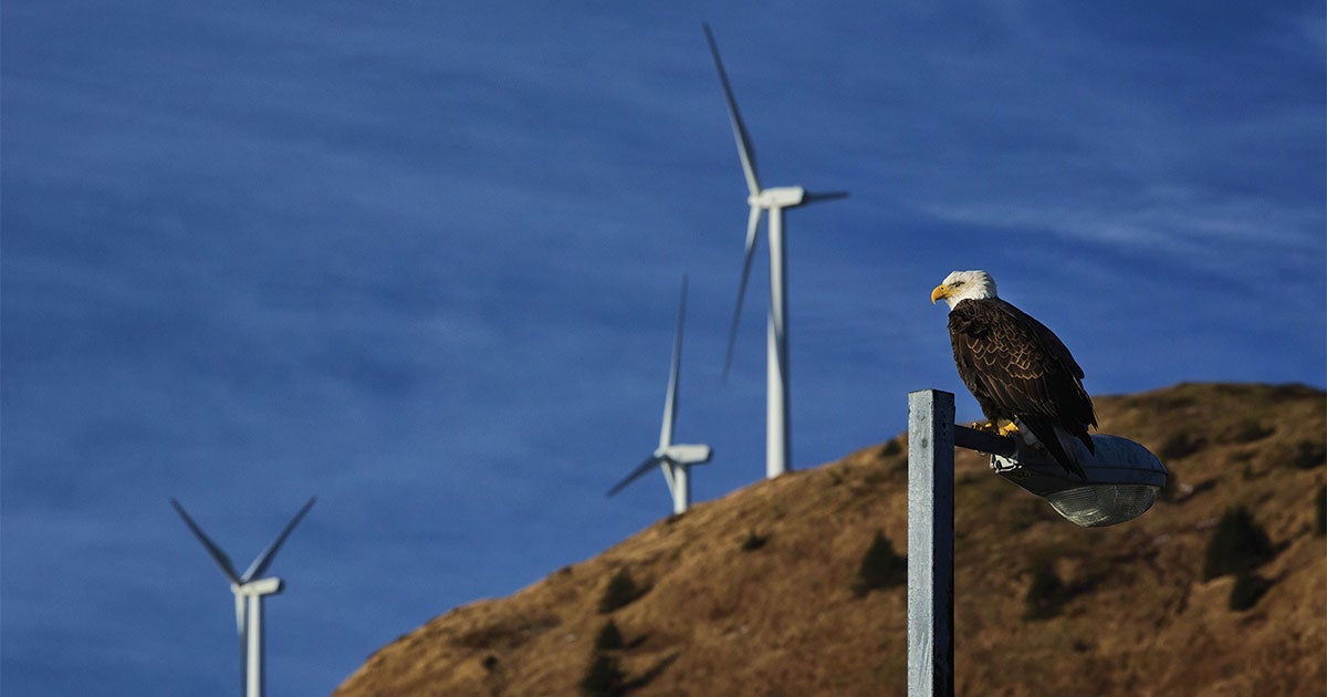 In the Fight Against Climate Change, Let's Not Trade One Tragedy for ...