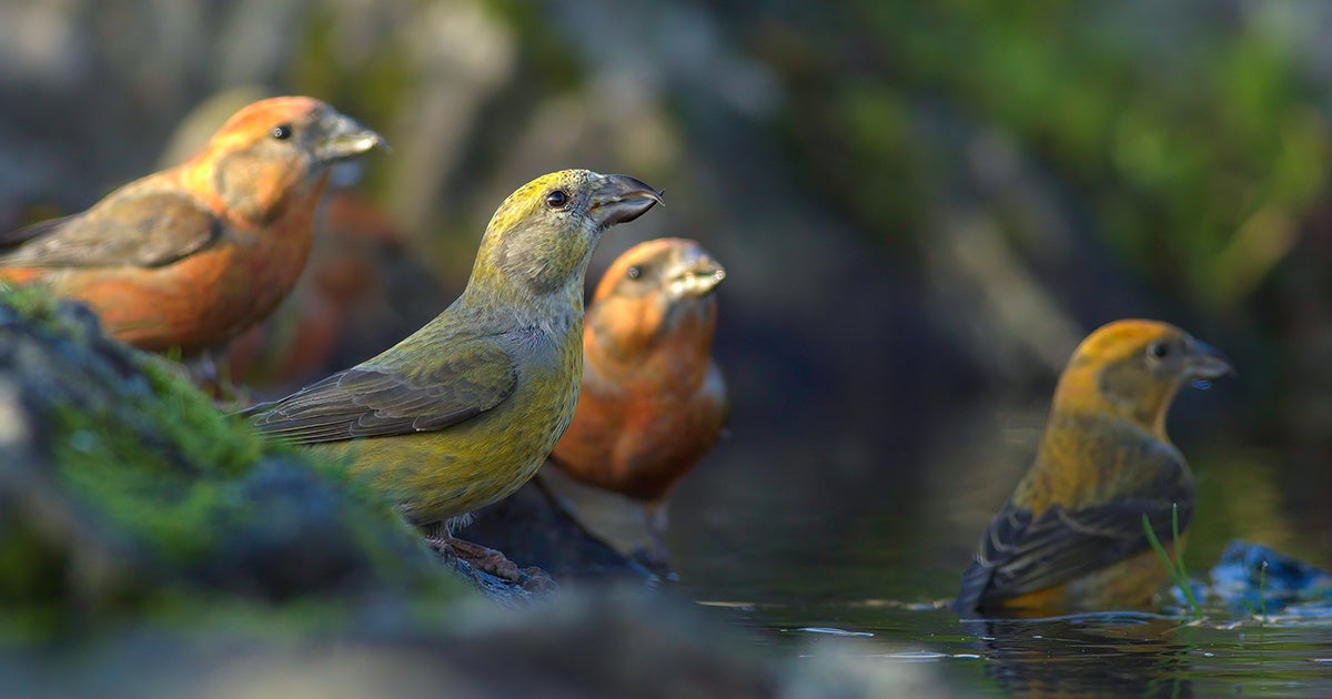 Our Favorite Female Bird Shots From the 2021 探花精选 Photography Awards | 探花精选