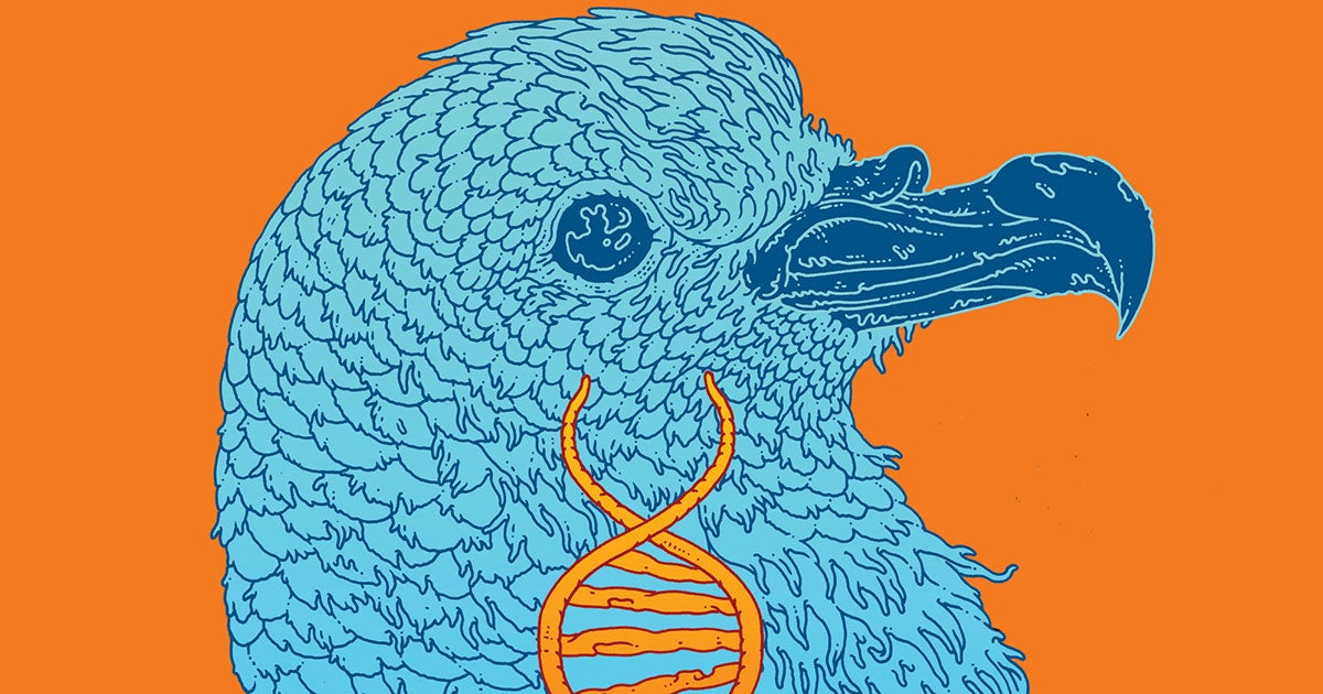 How Genetically Modified Mice Could One Day Save Island Birds | Audubon