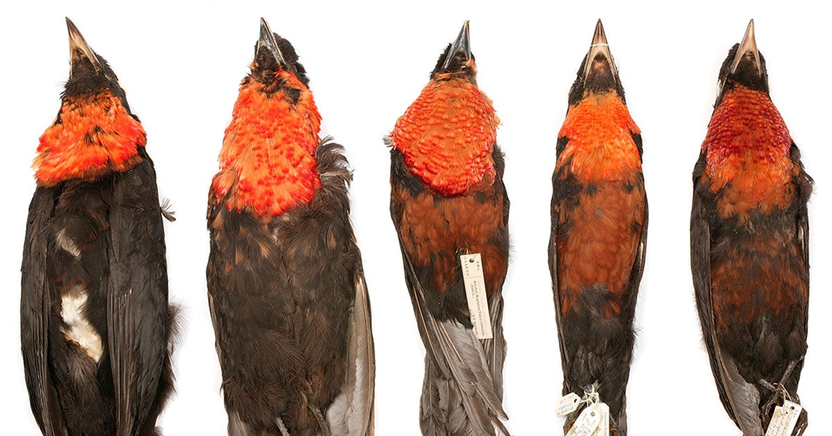 The World’s Top Natural History Museums Have a Male Bird Bias | Audubon