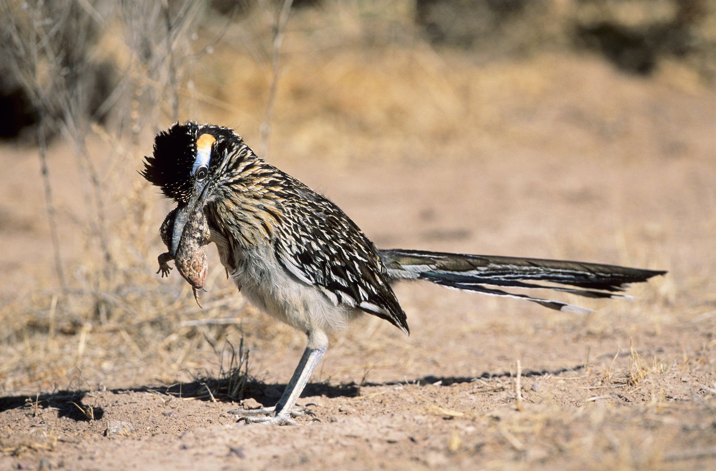 Dancing Beak to Beak: Tips for Photographing Avian Courtship | Audubon
