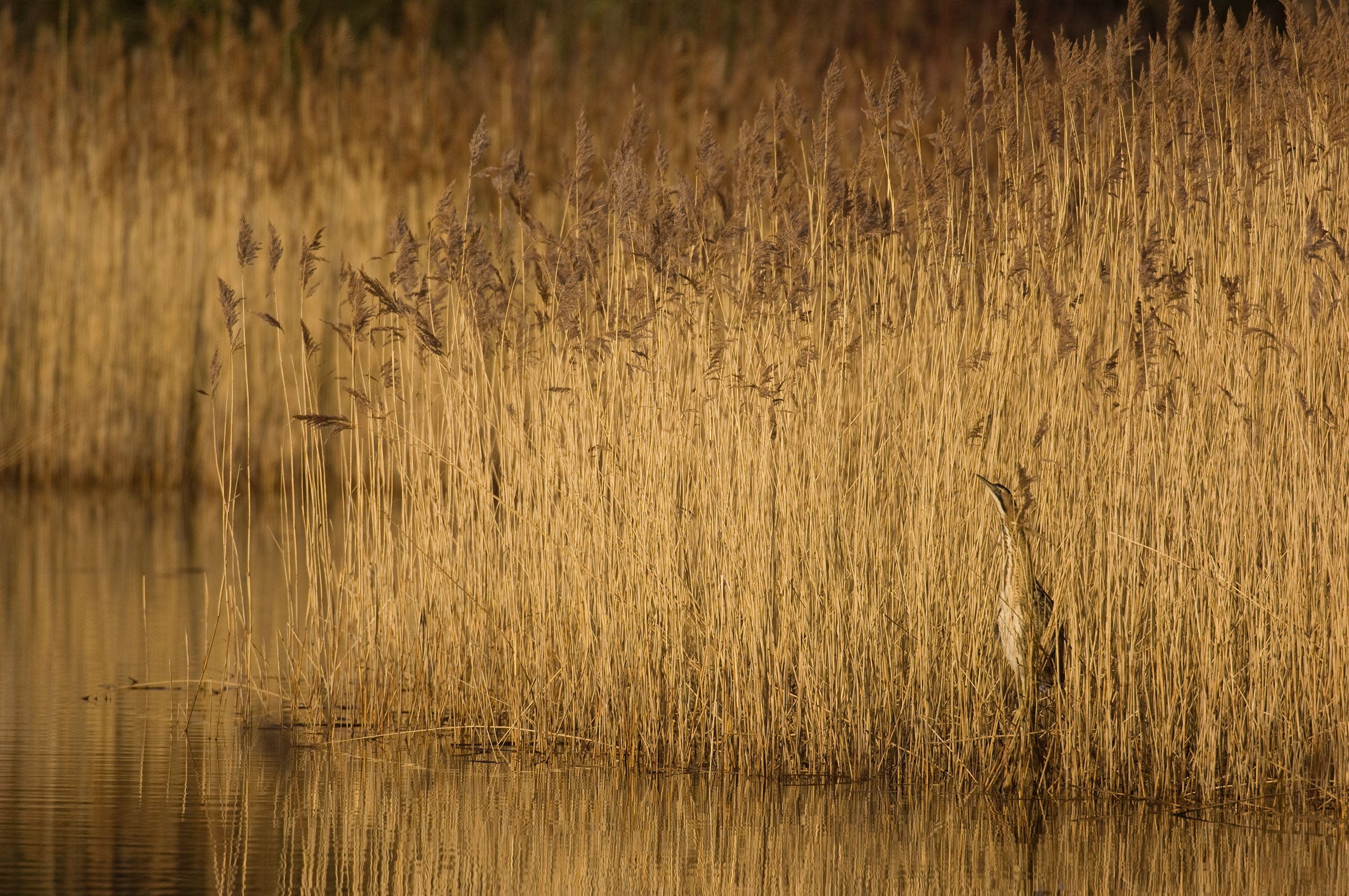 These Amazing Images Show How Good Bird Camouflage Can Be | Audubon