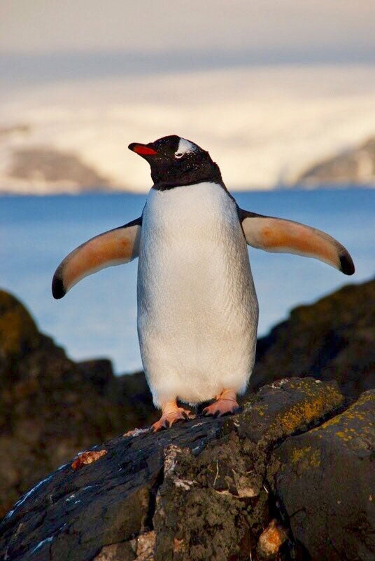 How Millennia-Old Penguin Poo Led Scientists to a Volcanic Discovery ...