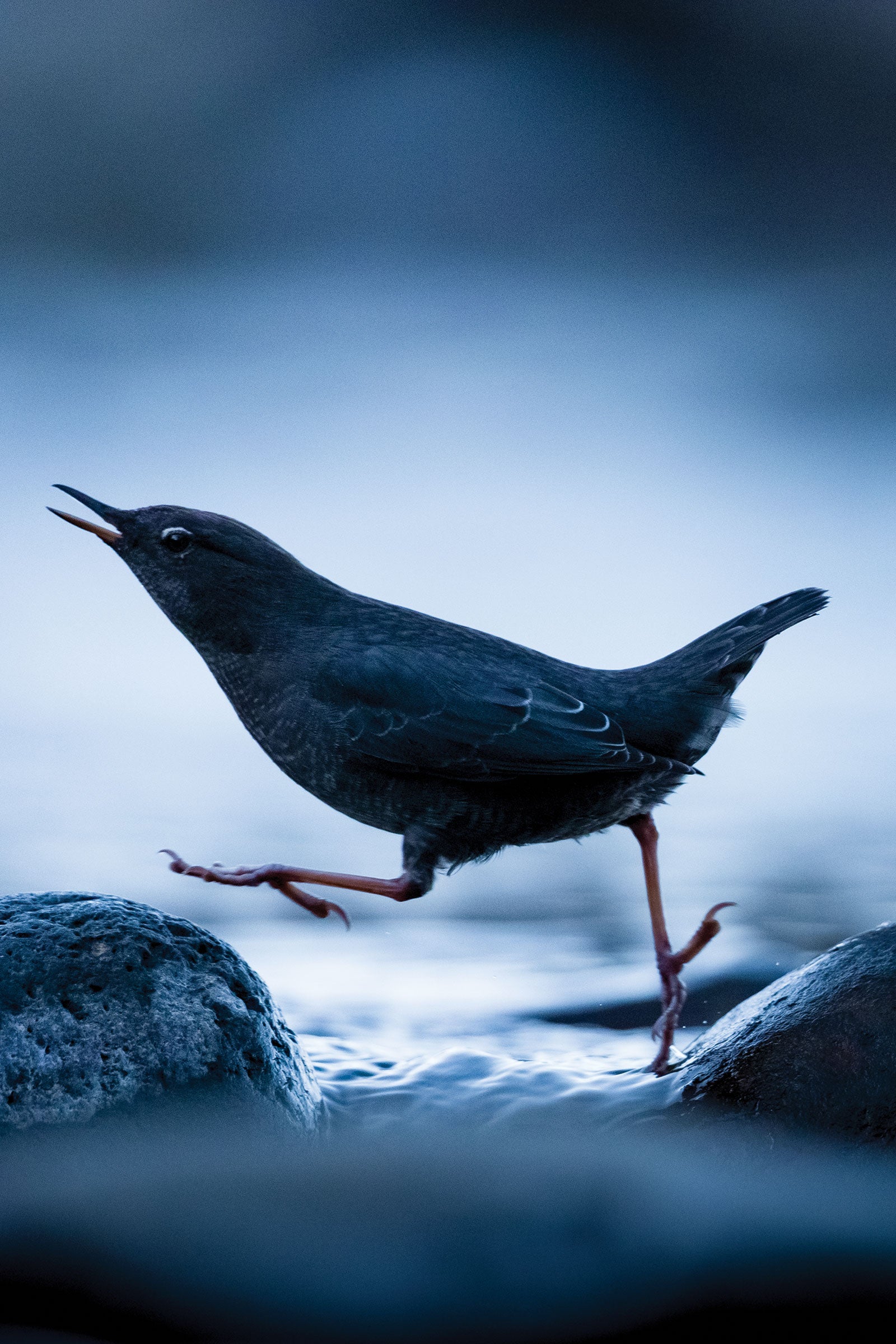 On Gloomy Winter Days, Follow These Steps for Great Bird Photos | Audubon