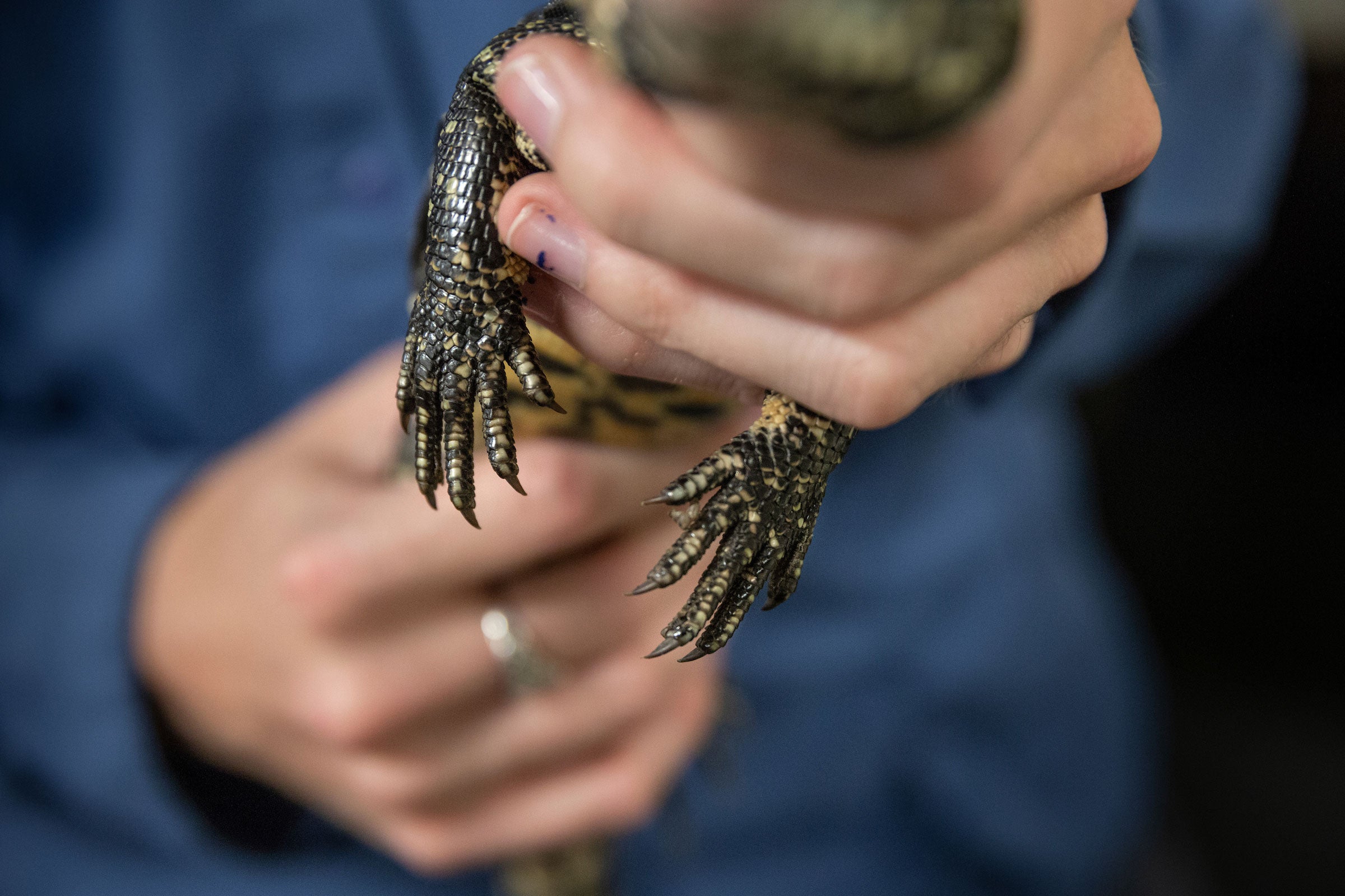 Invasive Reptiles Are Taking Over Florida—and Devouring Its Birds Along ...