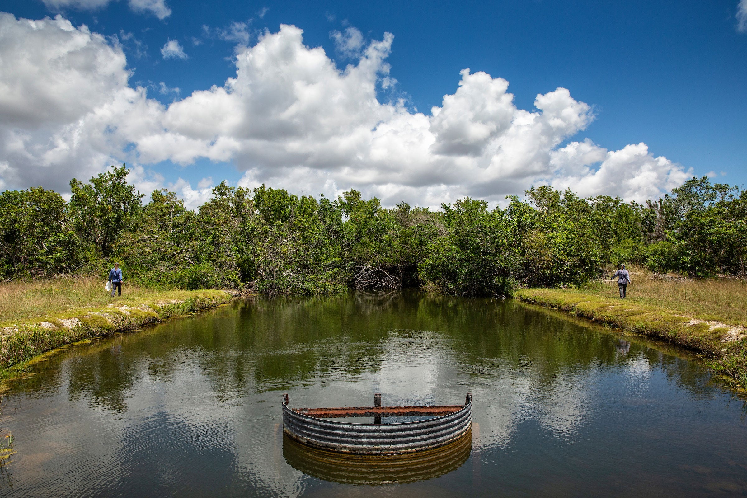 Invasive Reptiles Are Taking Over Florida—and Devouring Its Birds Along ...
