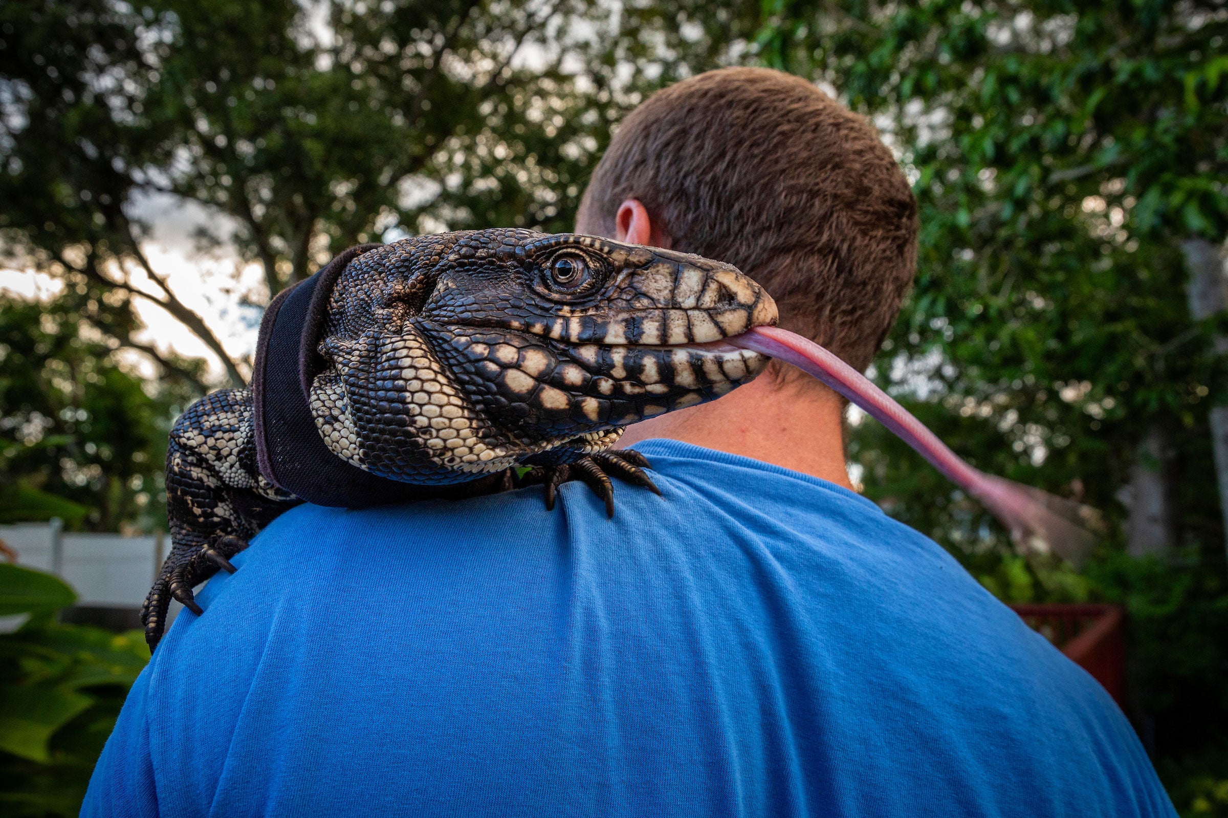 Invasive Reptiles Are Taking Over Florida—and Devouring Its Birds Along ...