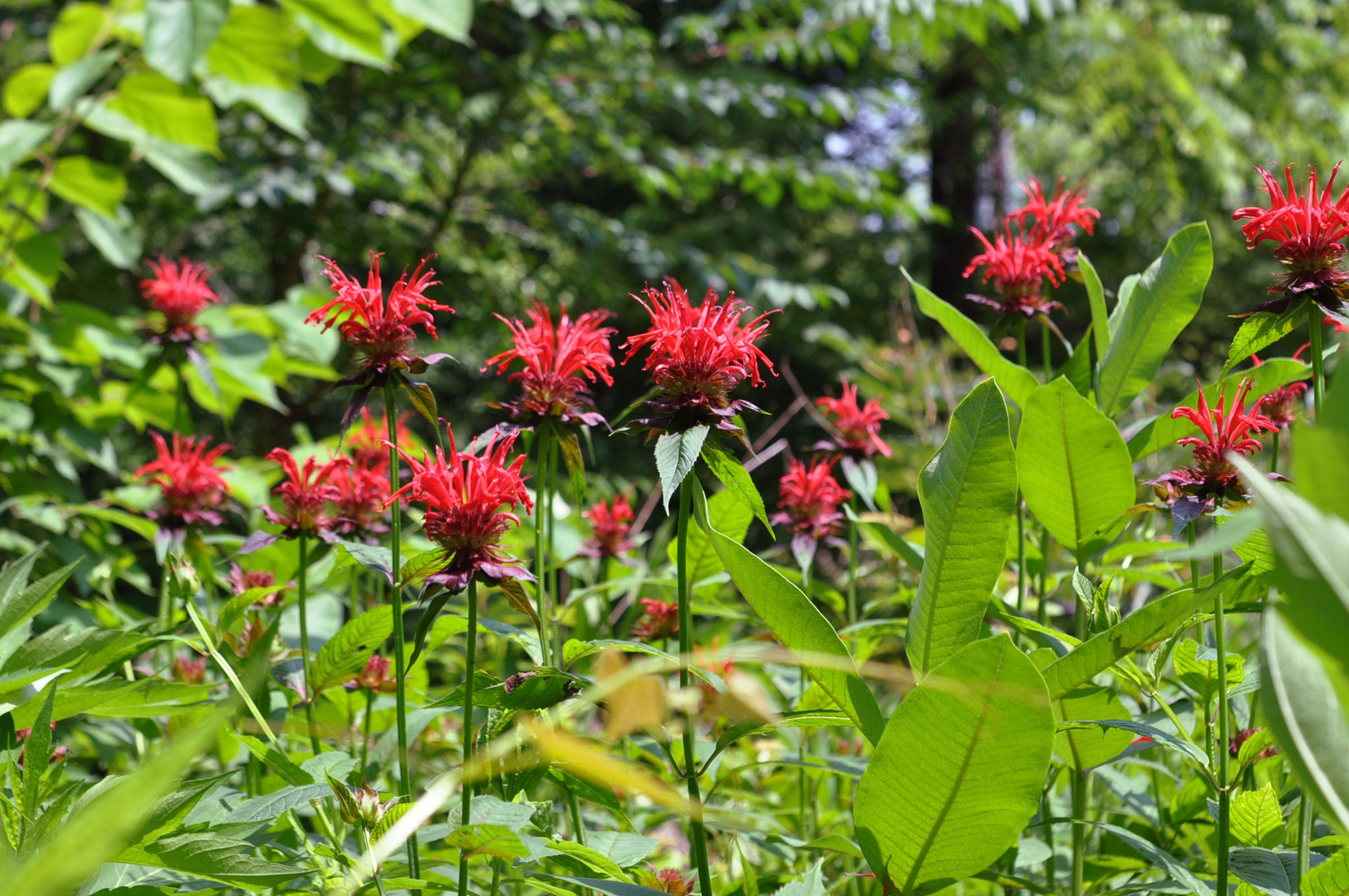 So You Have Your List of Native Plants. Now What? | Audubon