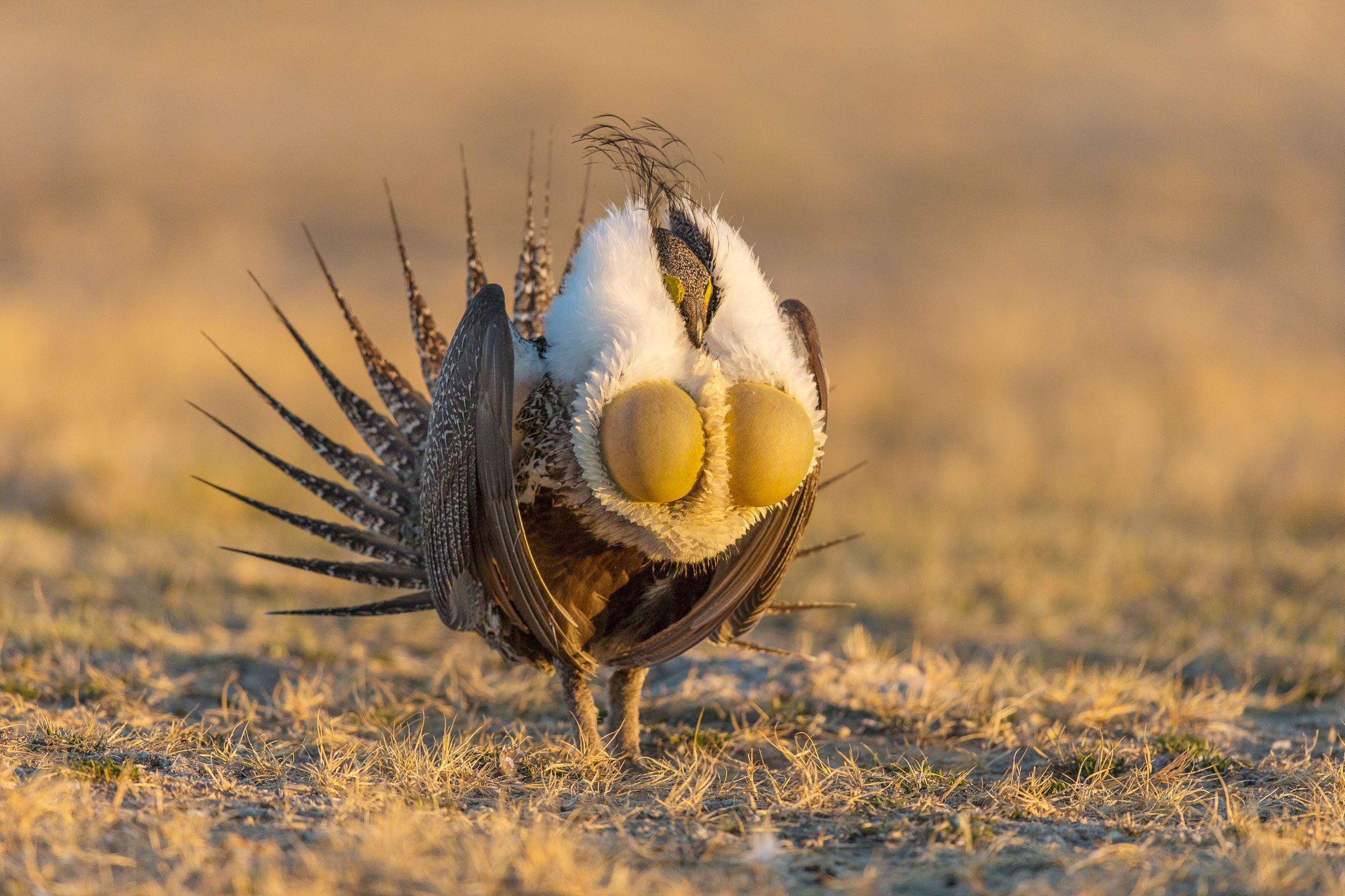 How to Photograph Bird Mating Rituals —Bird Photography| Audubon