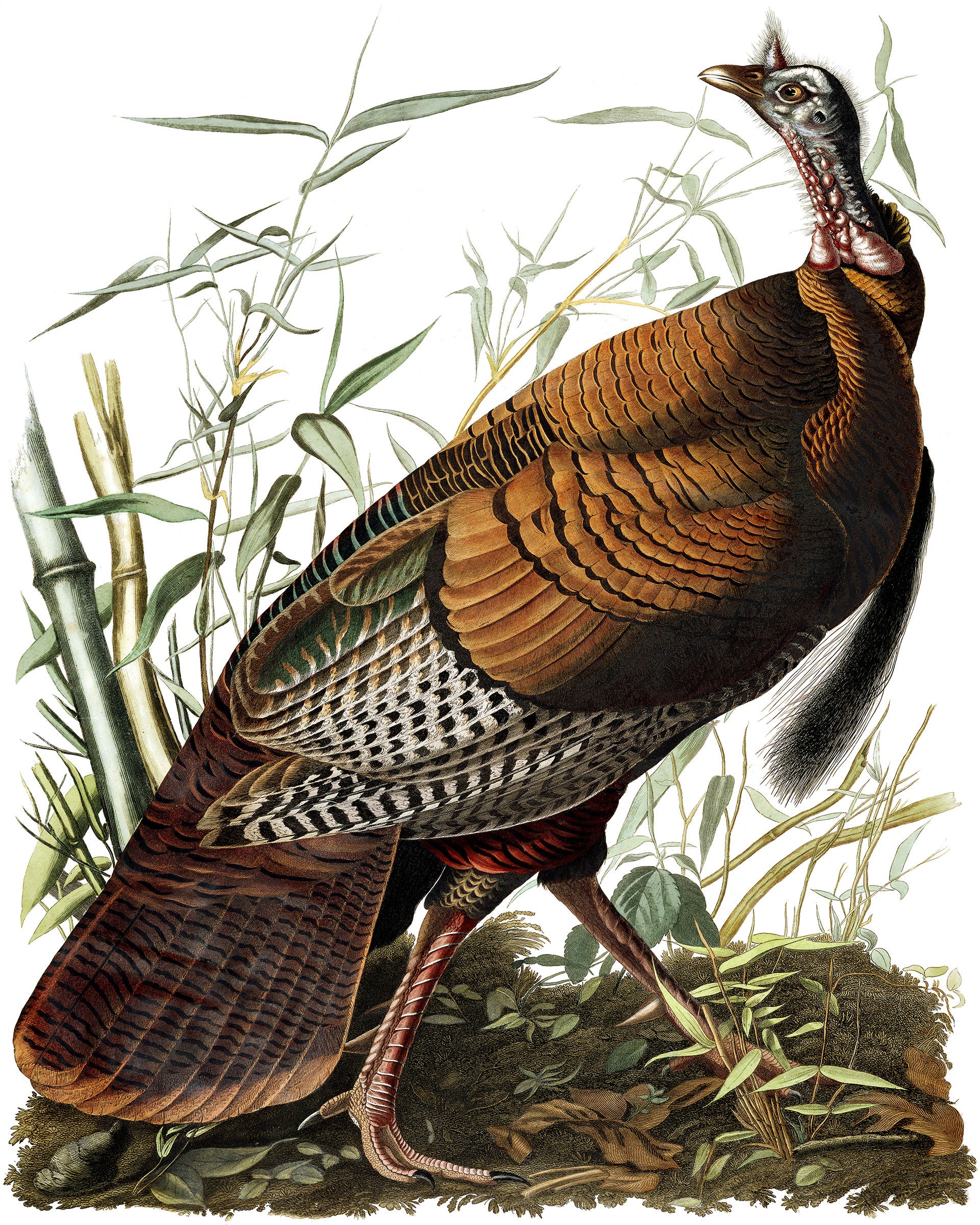 Reimagining the Wild Turkey | Audubon