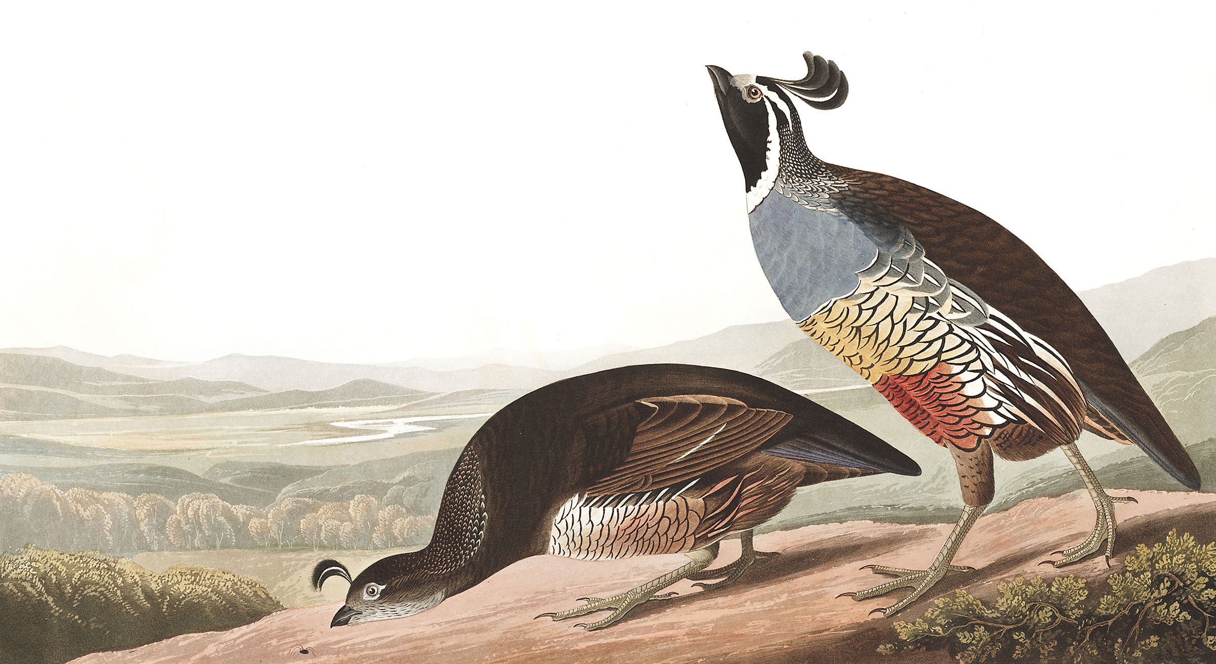 Reimagining the California Quail | Audubon