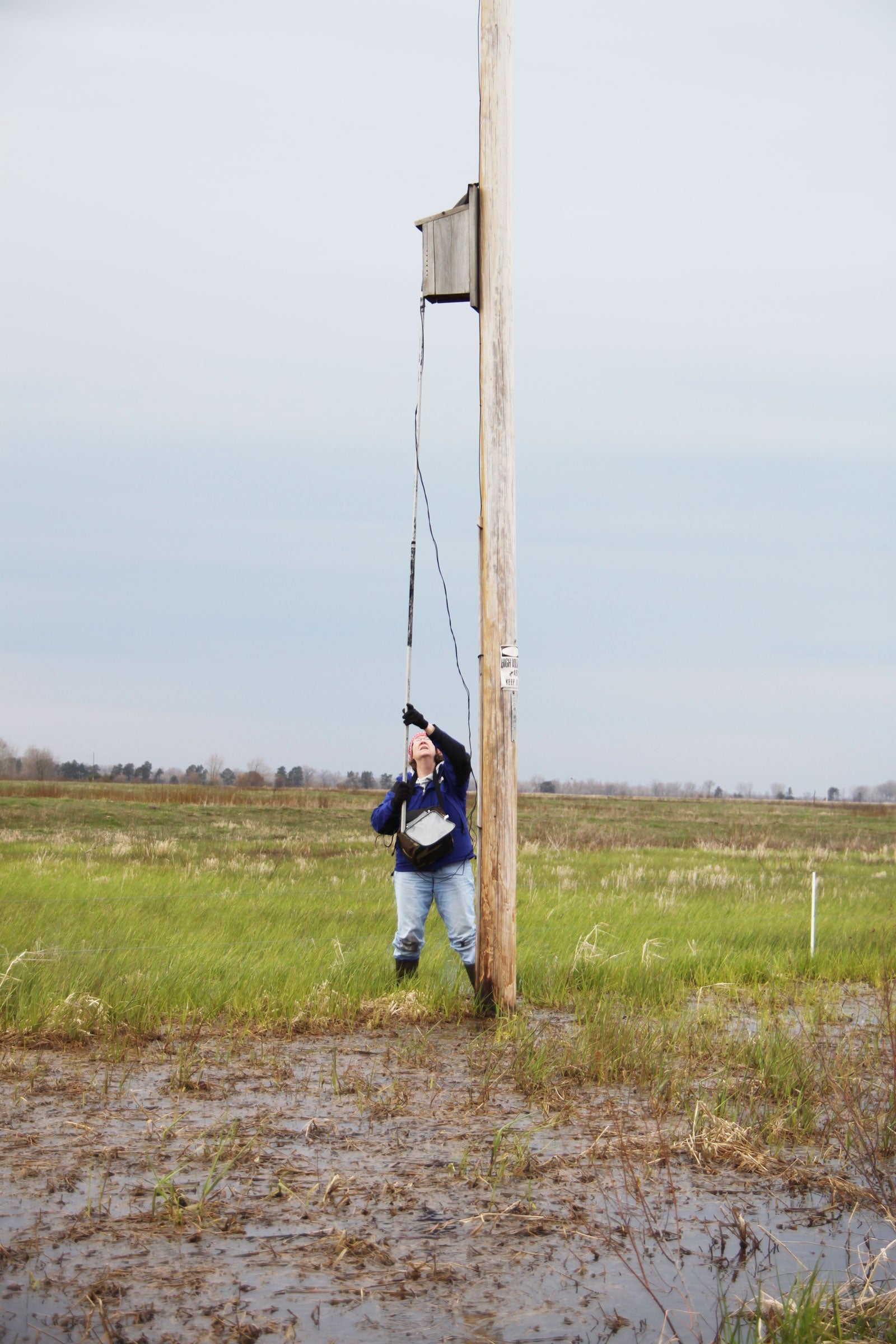 Tracking Kestrels One Feather at a Time | Audubon