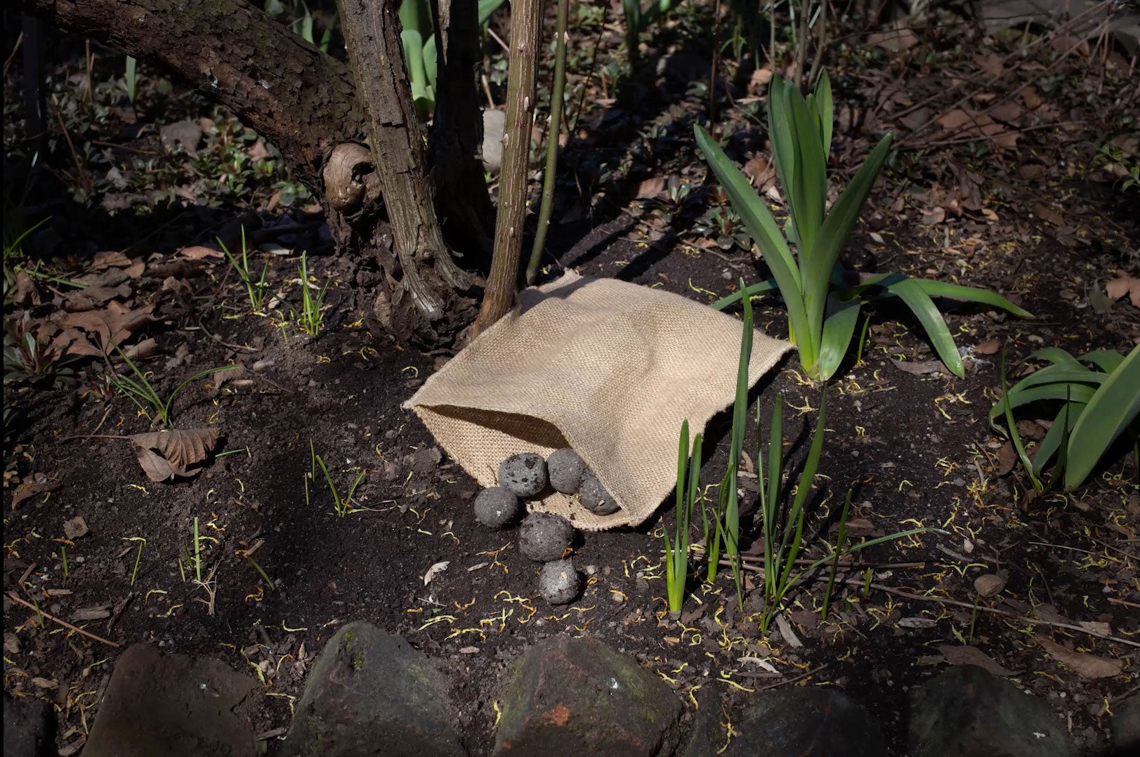 Making Seed Balls to Help Birds | Audubon