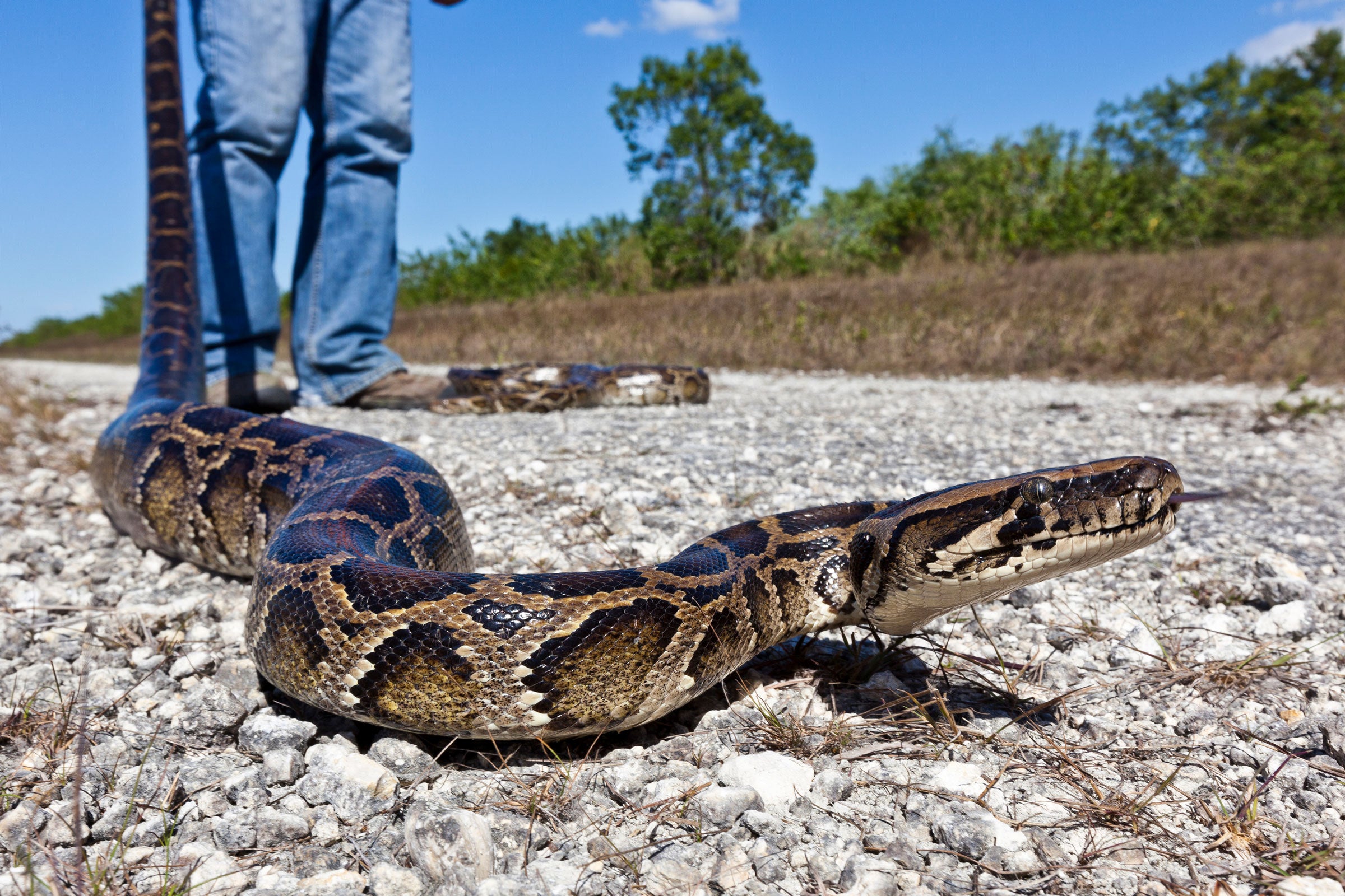 Invasive Reptiles Are Taking Over Florida—and Devouring Its Birds Along ...