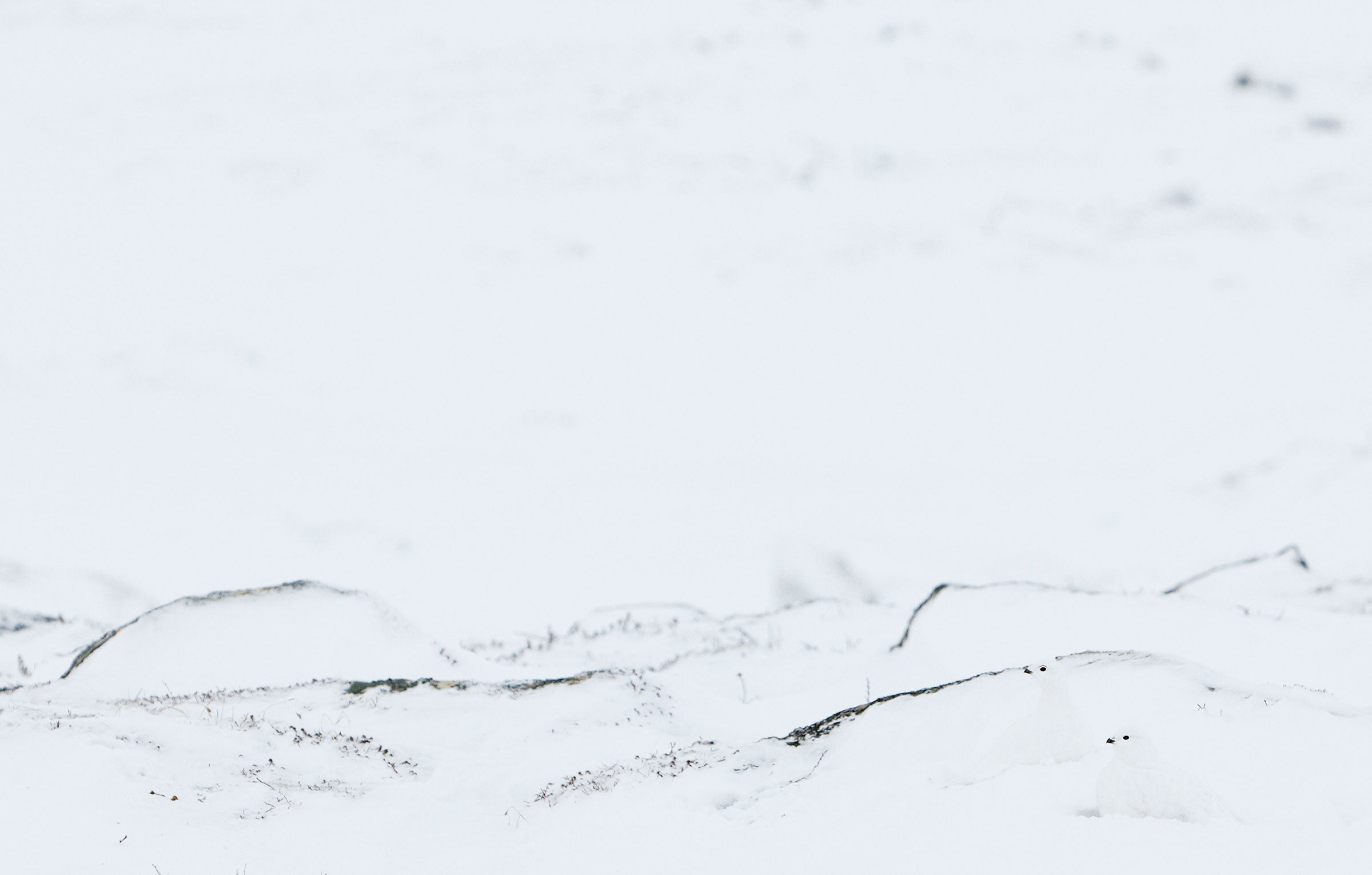 These Amazing Images Show How Good Bird Camouflage Can Be | Audubon