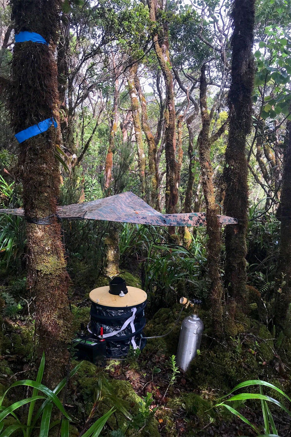 Mosquitoes to the Rescue! The Last-Ditch Effort to Save Kaua‘i’s ...