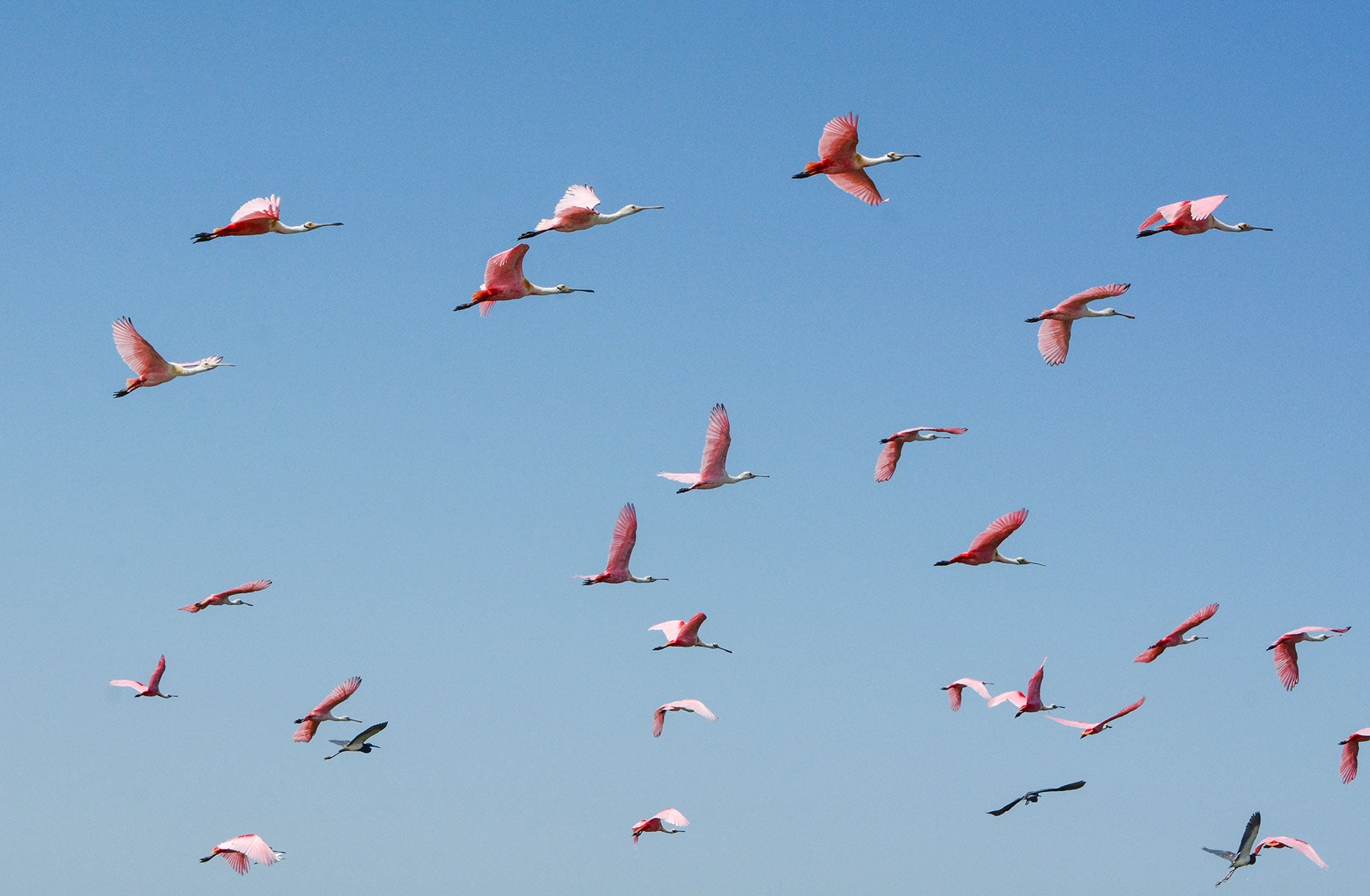 Scenes From the Texas Coast, Where Nesting Birds Abound | Audubon