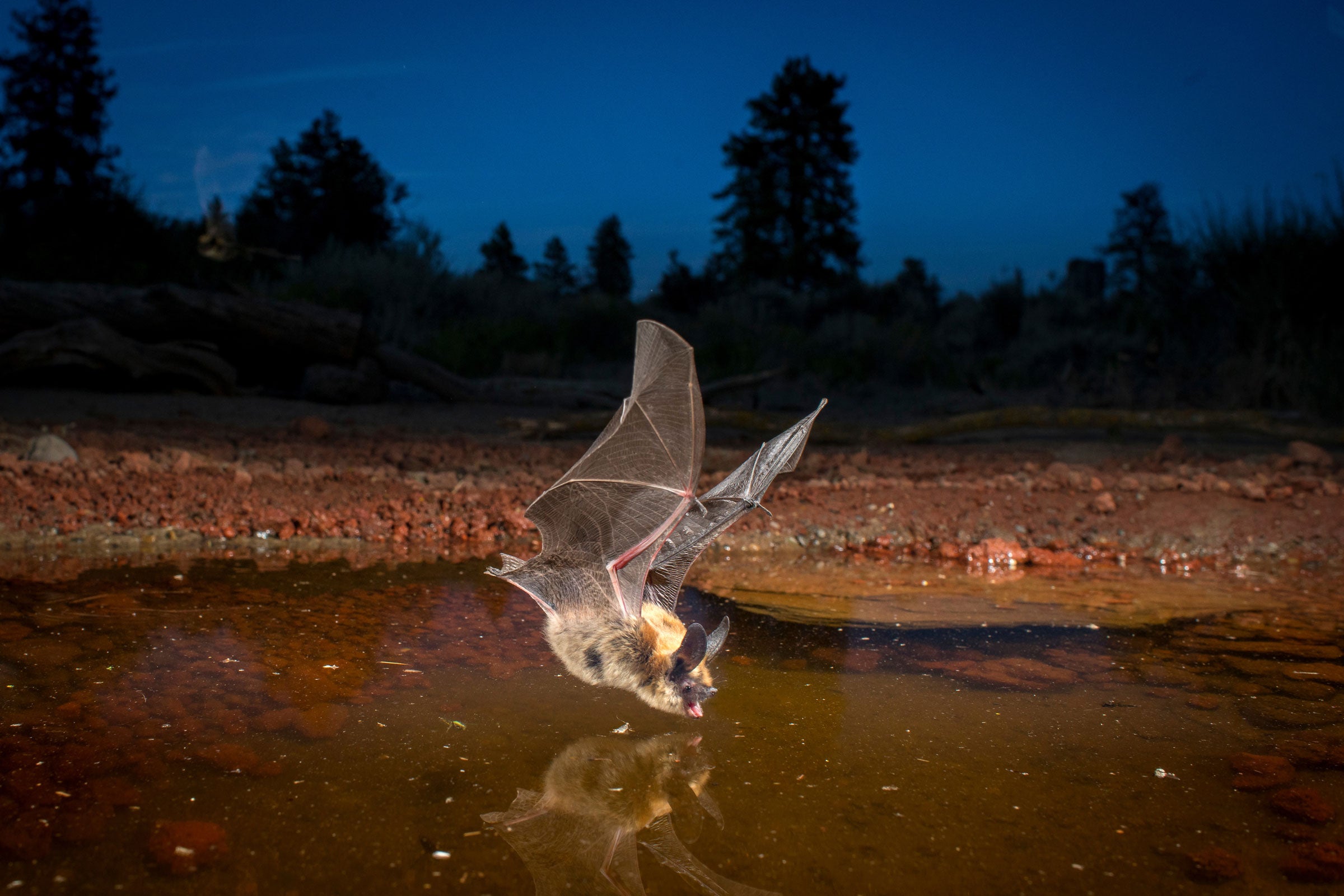 Secret Pools in the Oregon Desert Are Magnets for All Kinds of Thirsty ...