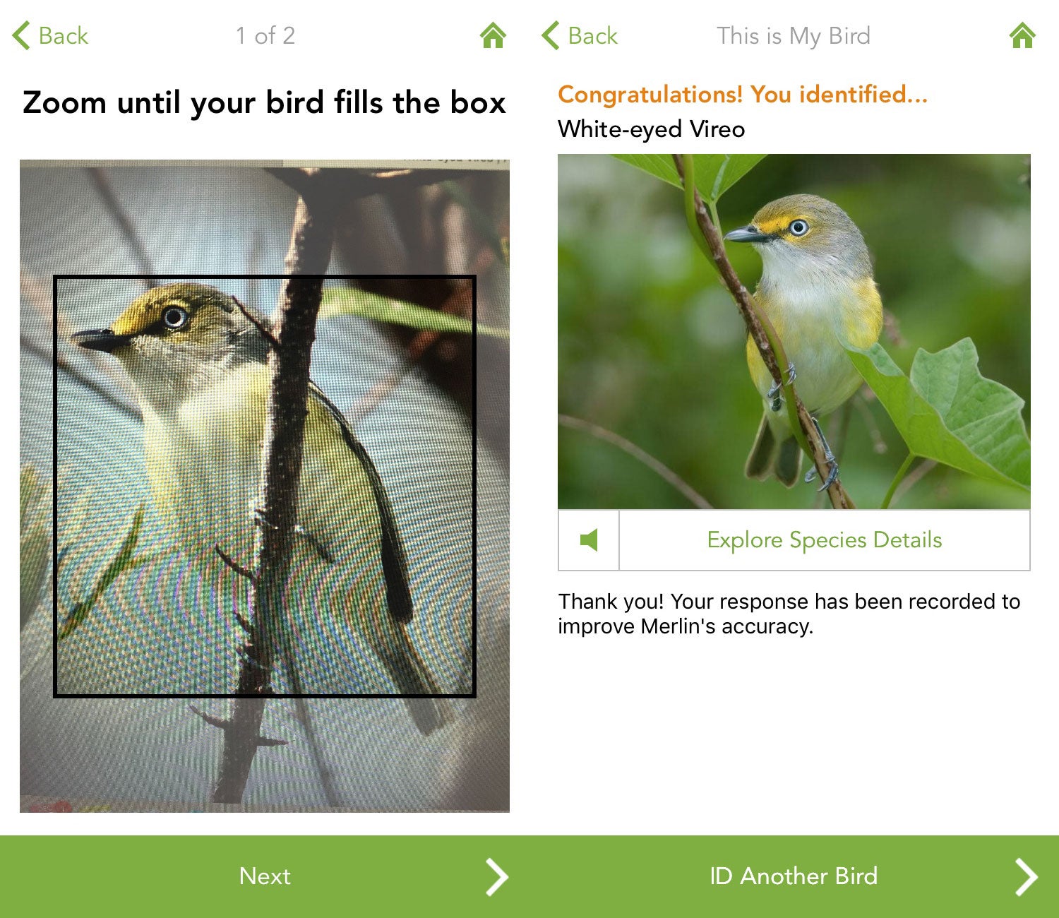 Putting Merlin's New Bird Photo ID Tool to the Test | Audubon