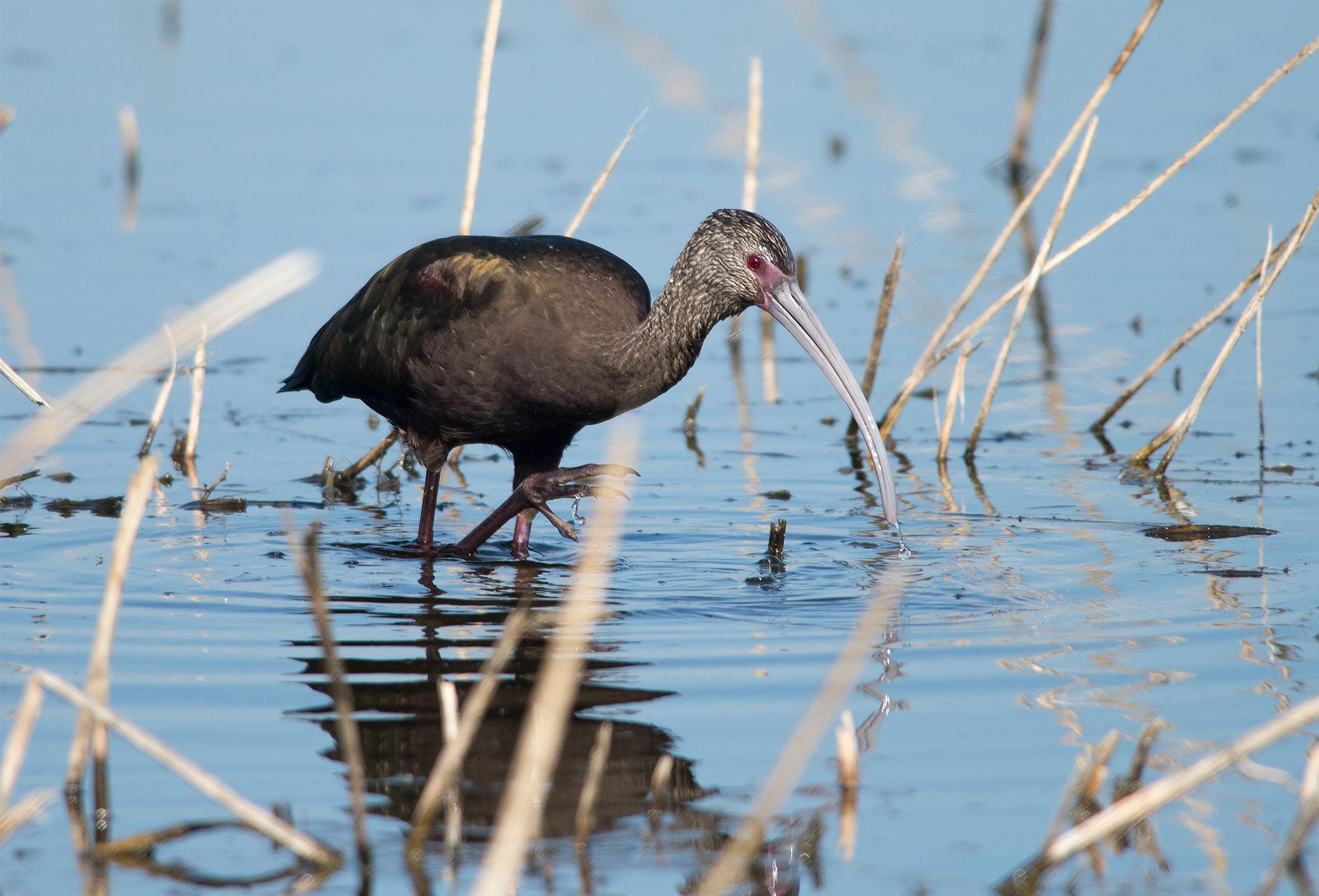 Birdist Rule #83: Identify Your First Ibis | Audubon